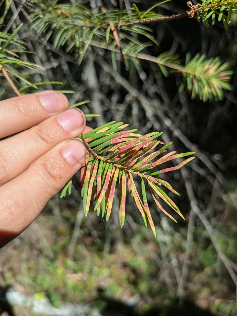 Douglas-Fir Needle Midge from Sullivan Lake State Airport 09S, Metaline ...