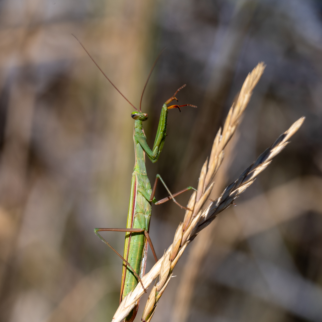 European Mantis from West Westminster, Westminster, CO, USA on ...
