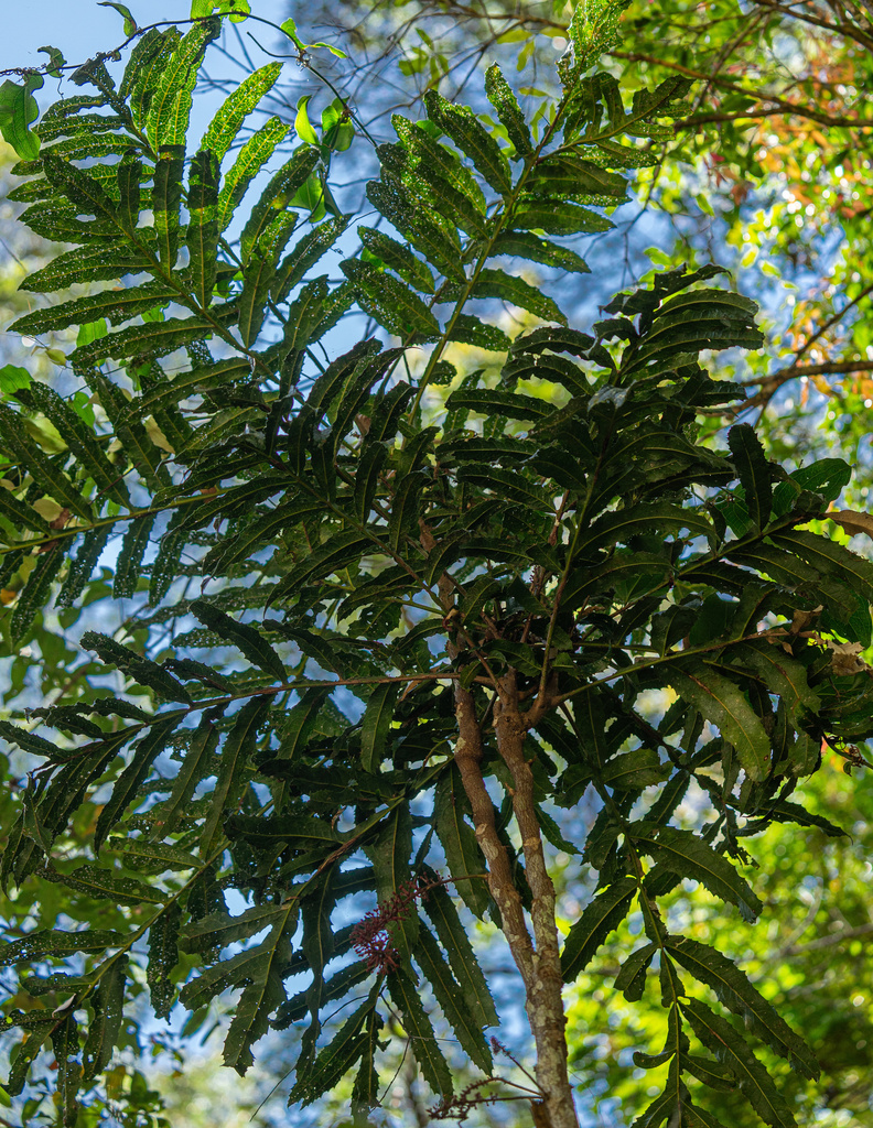 Red Bopple Nut from Currumbin Valley, QLD, AU on September 6, 2024 at ...