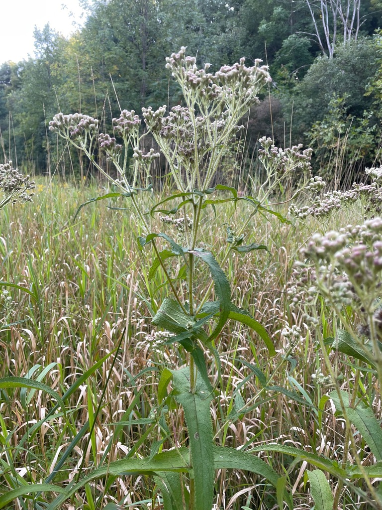 common boneset from Shelburne, VT, USA on August 29, 2024 at 05:46 PM ...