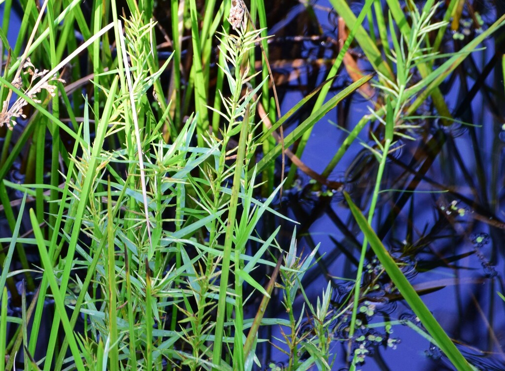 Three-way Sedge in August 2024 by Elizabeth Lynch · iNaturalist