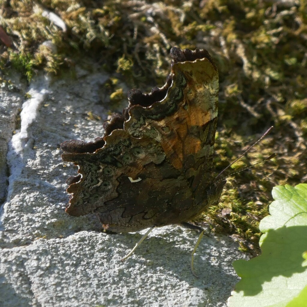 Green Comma from Jefferson County, WA, USA on September 2, 2024 at 01: ...