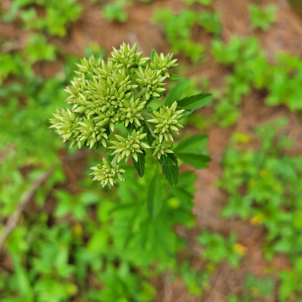 Sawtooth Candyleaf from 48085 La Cañada del Carmen, Jal., Mexico on ...