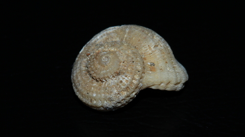 Austroliotia australis · iNaturalist