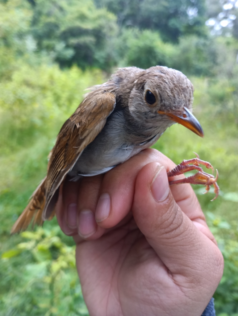 Orange-billed Nightingale-Thrush from Cundagua, 58297 Morelia, Mich ...