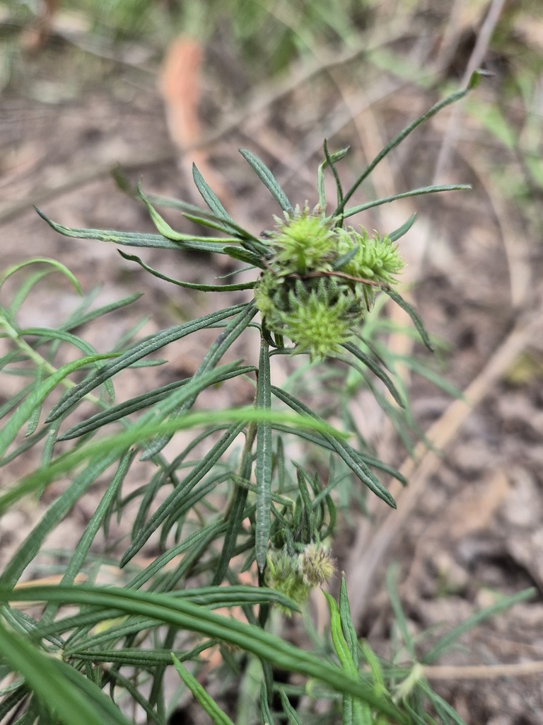 Shiny Cassinia from Jeeralang Junction VIC 3840, Australia on September ...