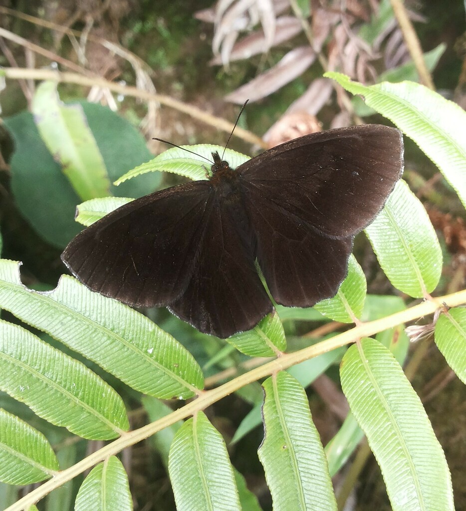 White-banded Mountain Satyr from 7R5J+MG6 Bosque Unchog, 10180, Peru on ...