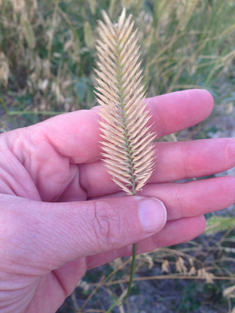 Crested Wheatgrass (Agropyron cristatum) - Botanical Realm