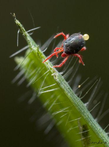 Blue Oat Mite (Penthaleus major)