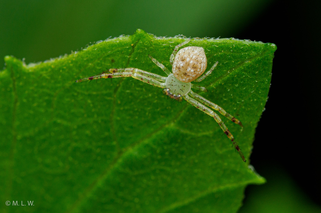 Mecaphesa in September 2024 by t7iguy · iNaturalist