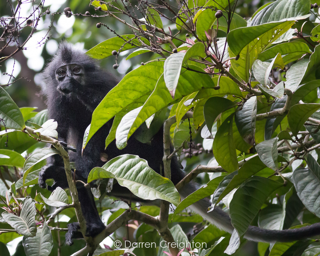 Presbytis chrysomelas (Müller, 1838)