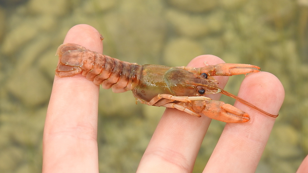Northern Clearwater Crayfish from Bruce County, ON, Canada on August 24 ...
