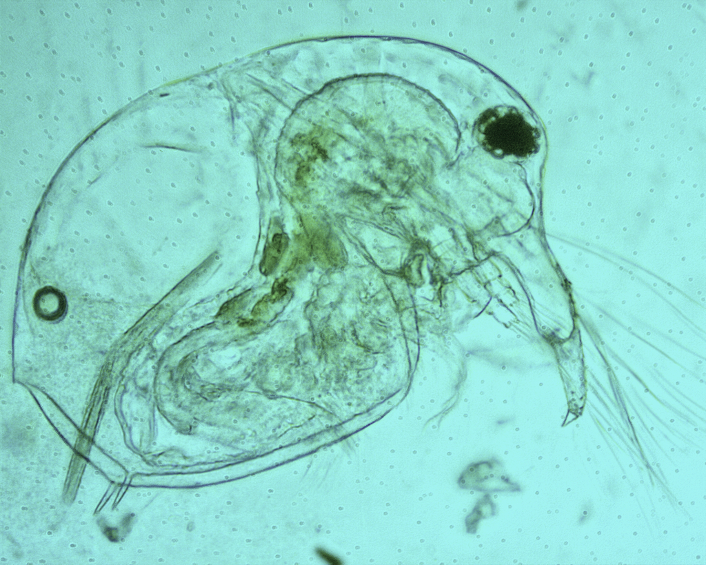 Bosminopsis deitersi from Steele Creek, Charlotte, NC, USA on September ...