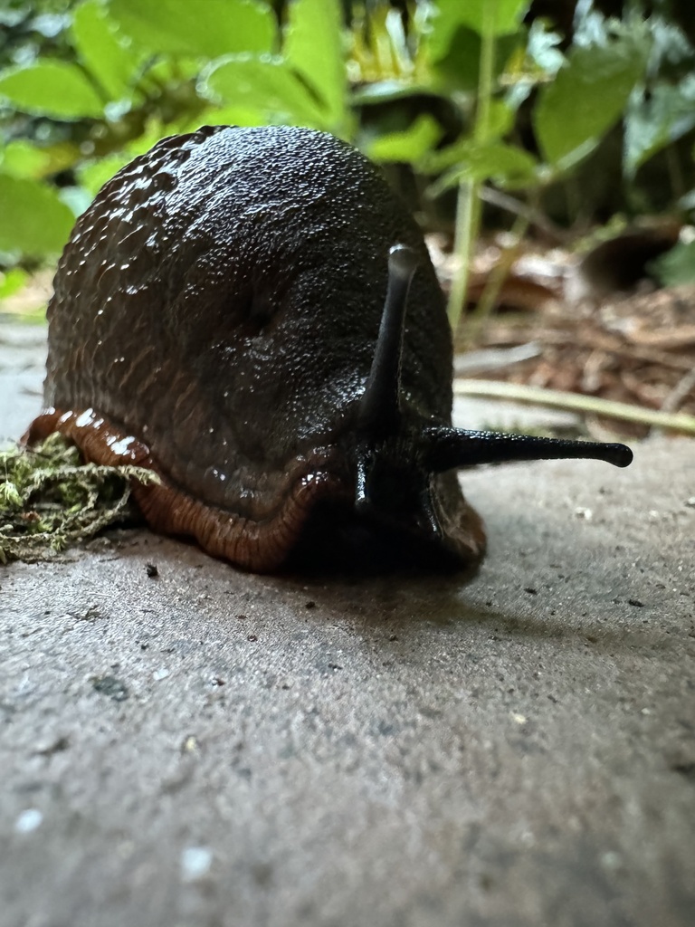 Black Slug from Windolph Ln NW, Olympia, WA, US on September 6, 2024 at ...