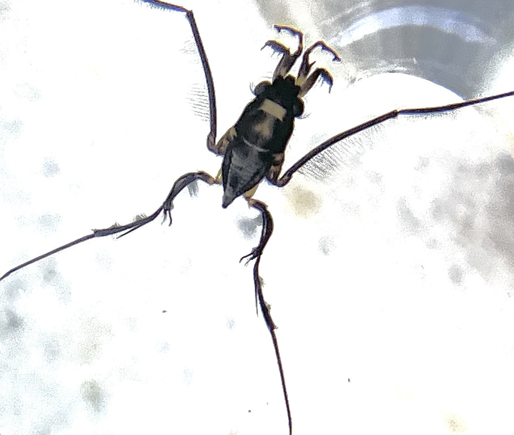 Rheumatobates rileyi from Steele Creek, Charlotte, NC, USA on September ...