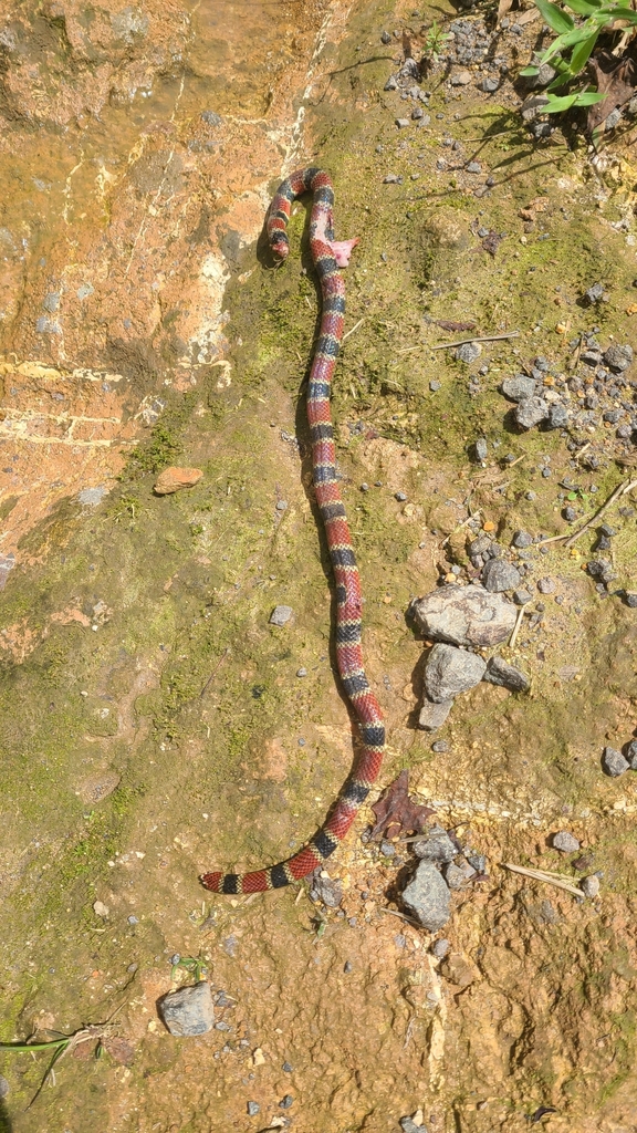 Central American Coralsnake from Cololaca, Lempira, Honduras on ...