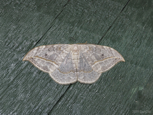 Drepana pallida · iNaturalist