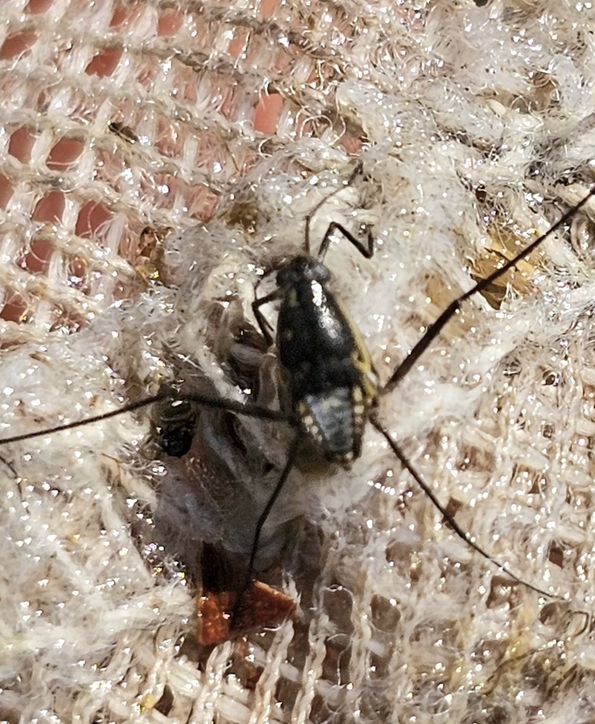 Trepobates subnitidus in September 2024 by rkluzco · iNaturalist