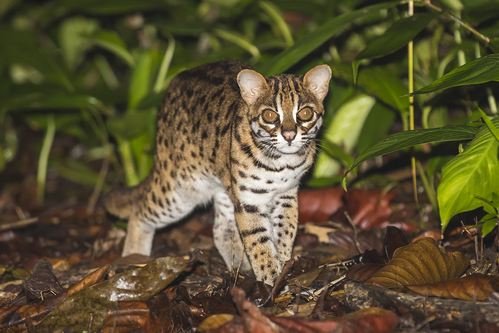 Kucing Hutan (Mammals of IPB University) · iNaturalist