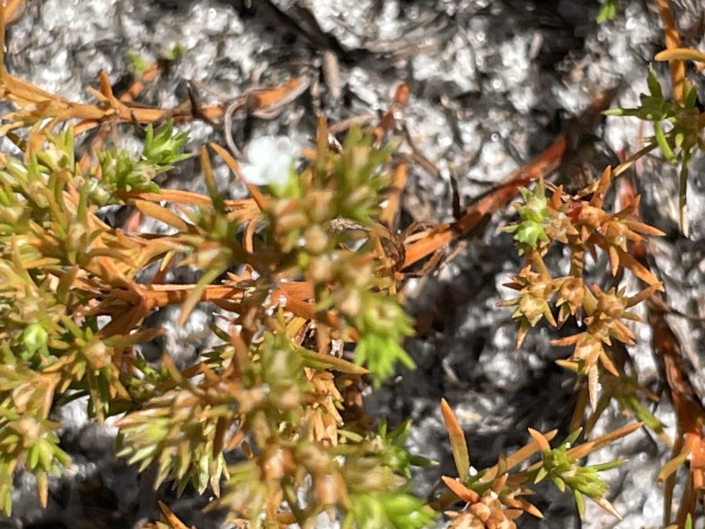 Rust Weed from Florida National Scenic Trail, Okeechobee, FL, US on ...