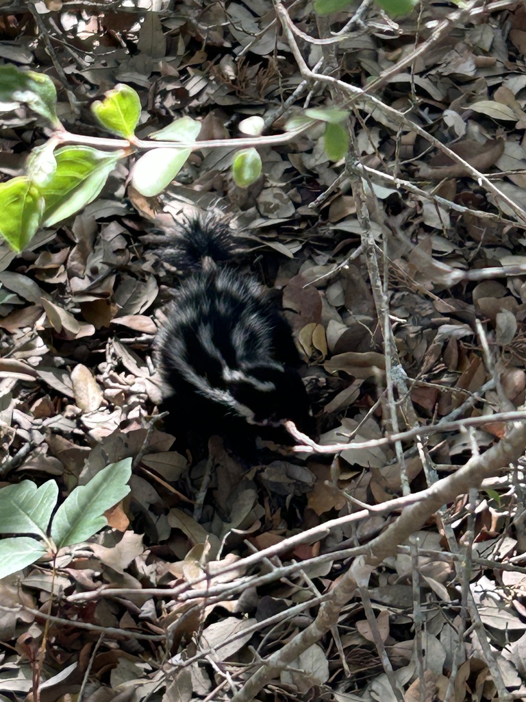 Plains Spotted Skunk in July 2024 by gsherman15. Juvenile observed in a ...