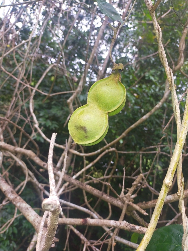 Burny Bean from Mount Peter QLD 4869, Australia on September 7, 2024 at ...