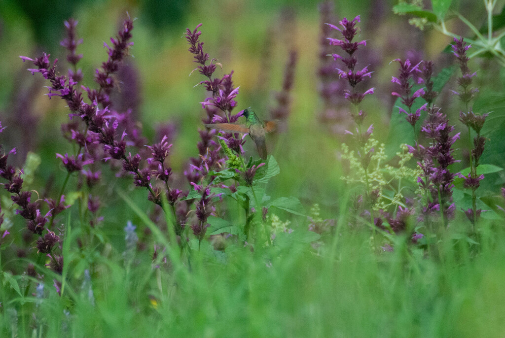 Berylline Hummingbird from Bosque de Chapultepec II Secc, 11100 Ciudad ...