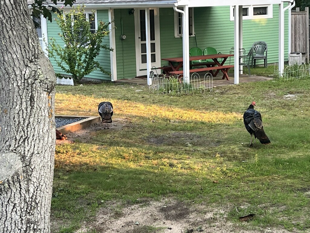 Wild Turkey from 138 Sea St, Dennis, MA 02639, USA on September 2, 2023 ...