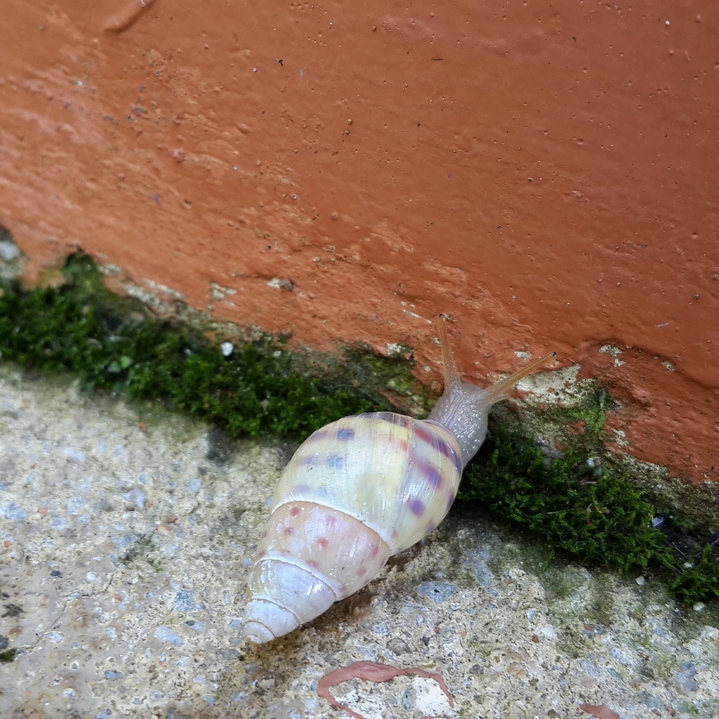 Banded Cone from Grecia, CR. on June 23, 2019 at 08:07 AM by Amanda ...