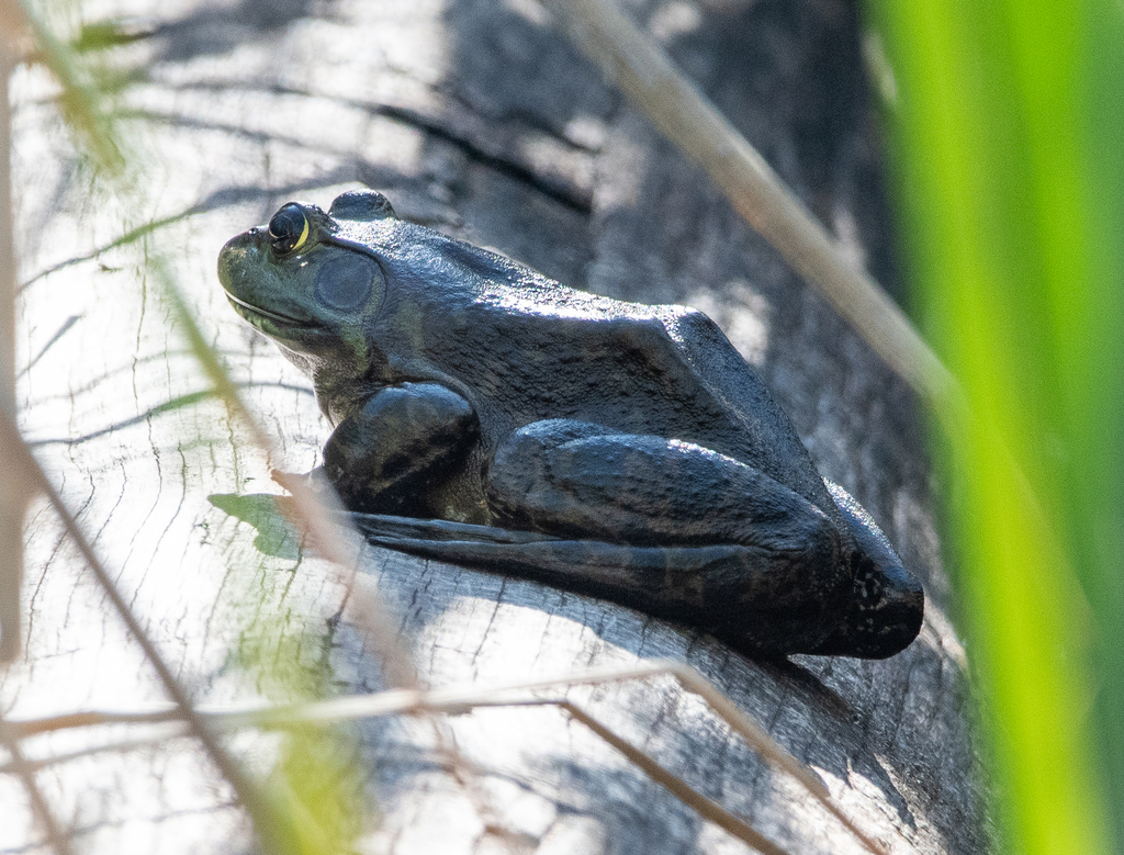 American Bullfrog from Pima County, AZ, USA on September 6, 2024 at 04: ...