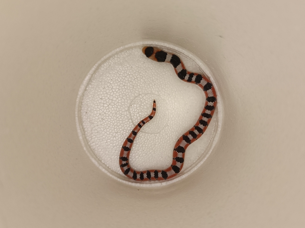 Thornscrub Hook-nosed Snake from 12 de Octubre, 81271 Los Mochis, Sin ...