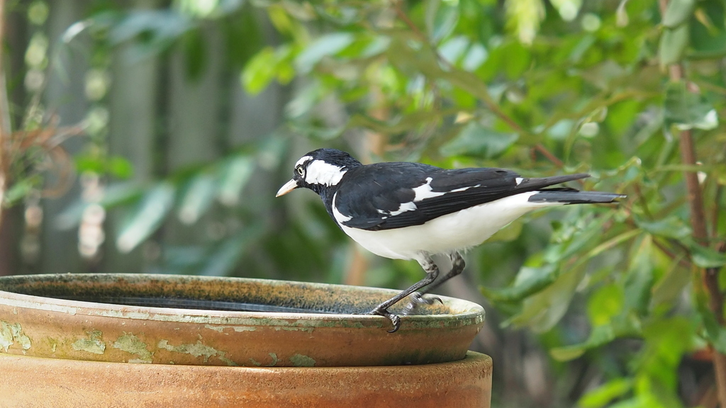 Magpie-lark from Hervey Bay QLD 4655, Australia on August 7, 2024 at 03 ...