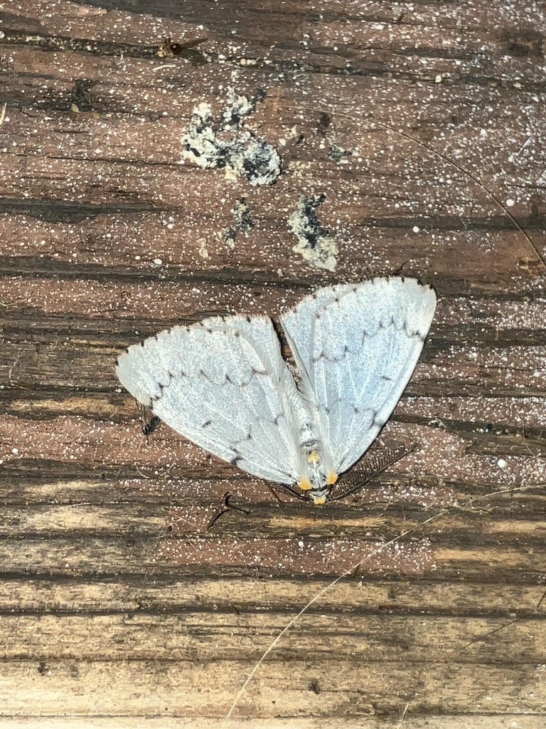 Chain-dotted Geometer from Covington, MI, US on September 6, 2024 at 11 ...