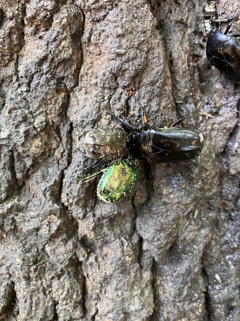 Black Drone Beetle in September 2024 by Banana Namekuji. Observation ...