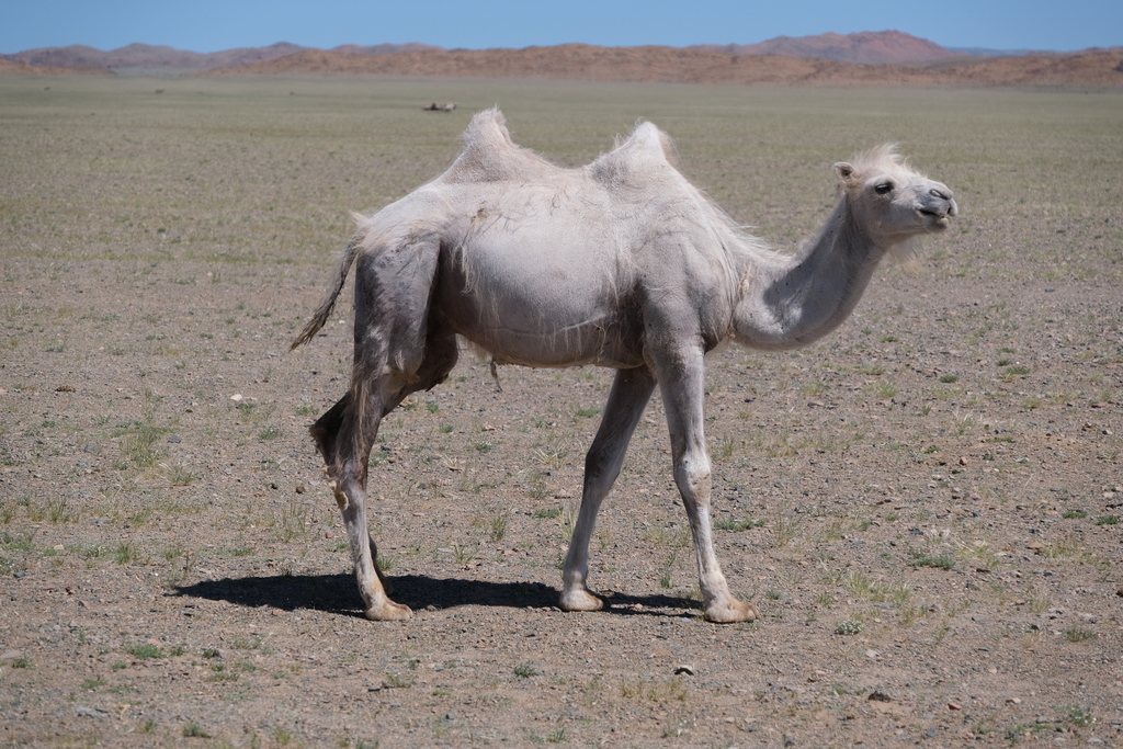 Camels (Camelus) - Know Your Mammals