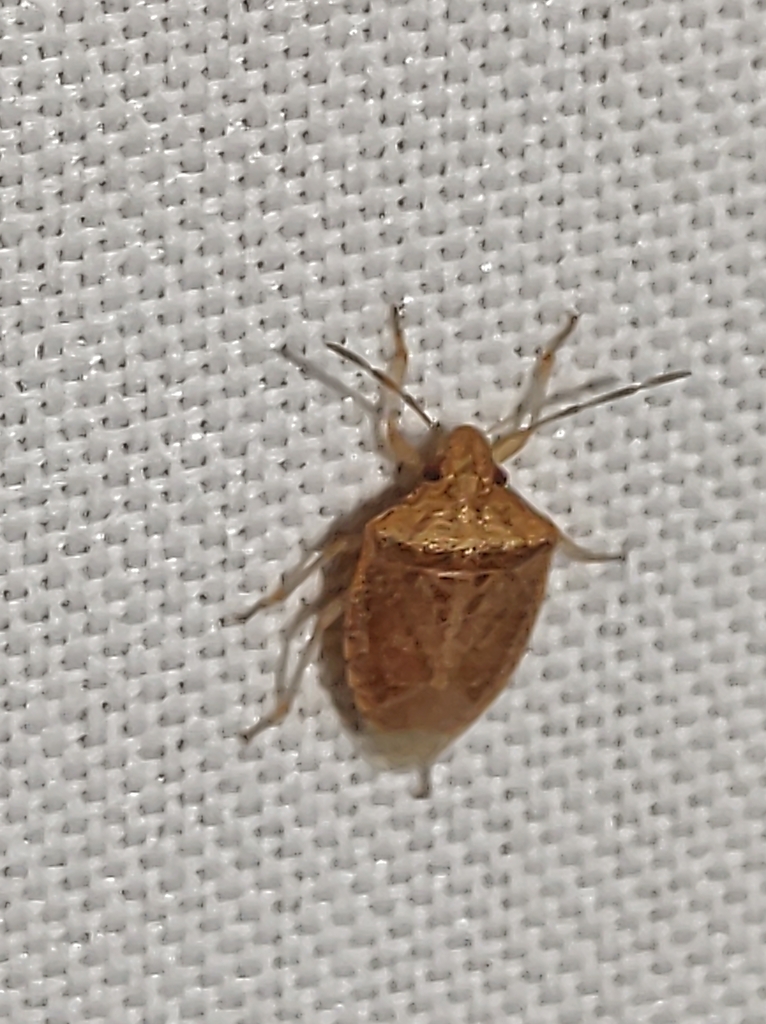 Stink Bugs from 23 - SH Grande Colorado Condomínio Mansões Colorado ...