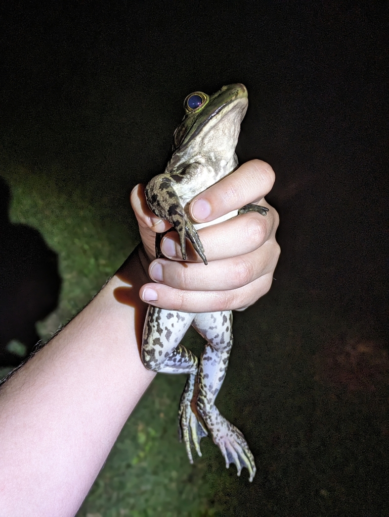 American Bullfrog from Eckie's Pond on September 06, 2024 at 10:19 PM ...