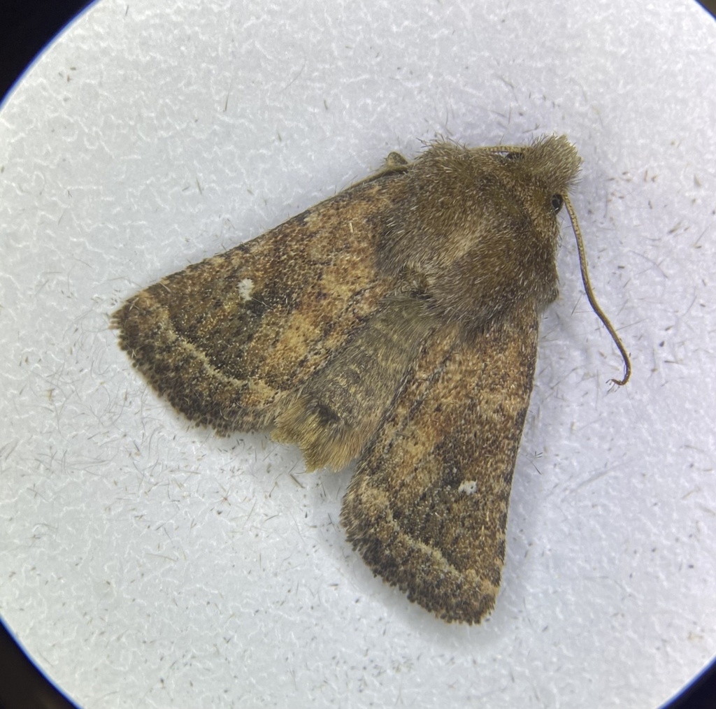 Pseudorthodes puerilis from Point Reyes National Seashore, Olema, CA, US on September 4, 2024 at ...