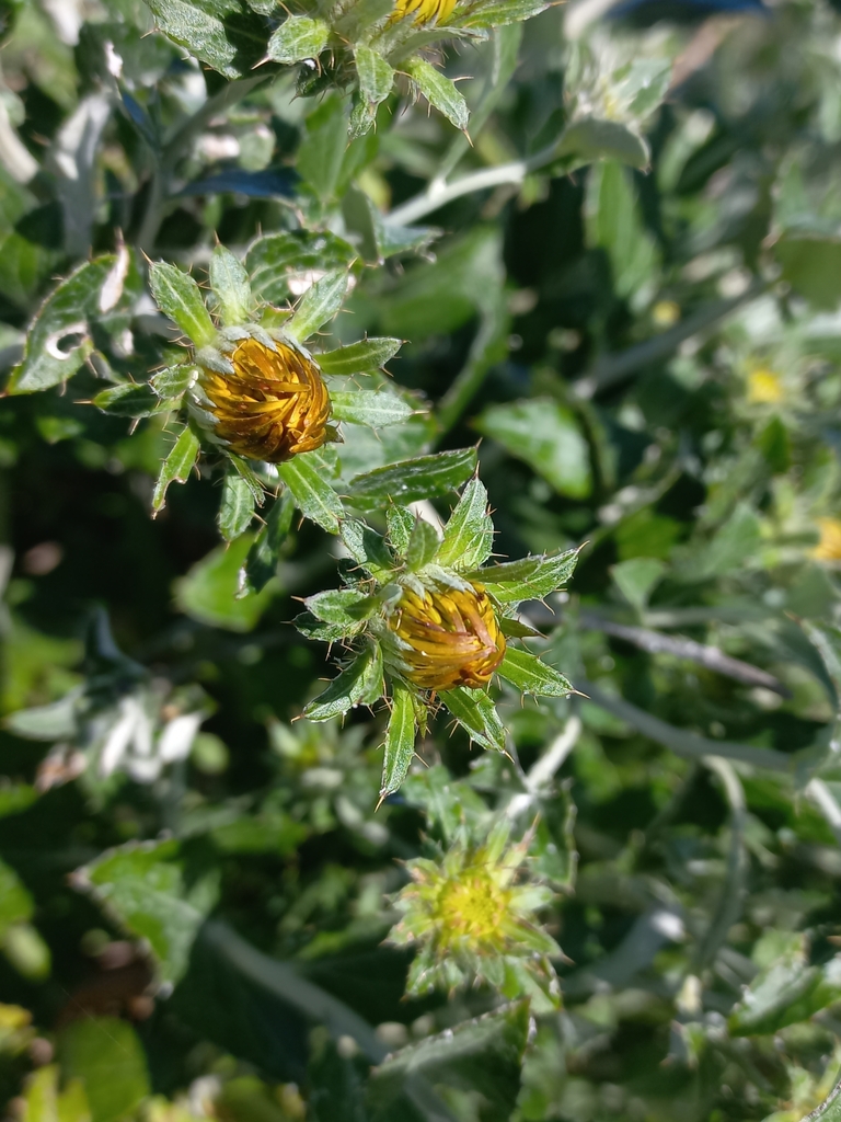 Grey African Thistle from Clanwilliam, 8135, South Africa on September ...