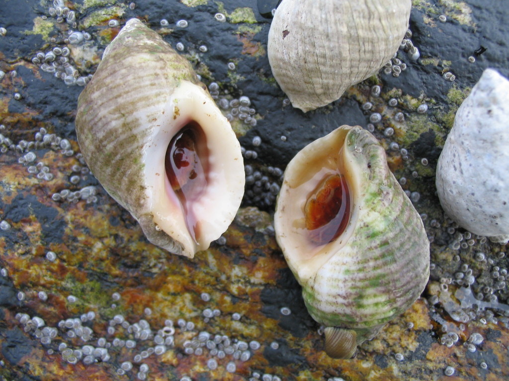 Atlantic Dogwhelk (Maine: Mountains & Coast) · iNaturalist