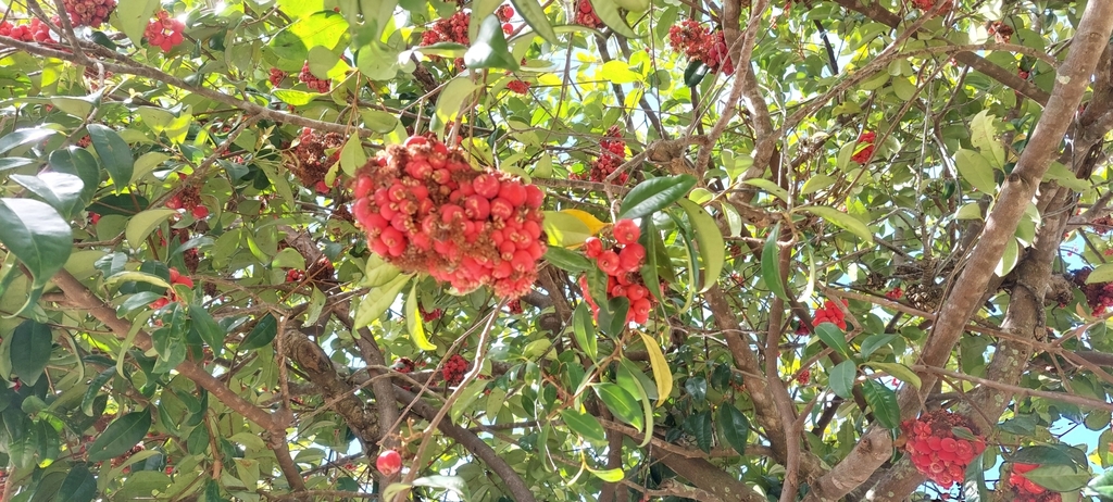 Waterberries from Smithfield QLD 4878, Australia on September 4, 2024 ...