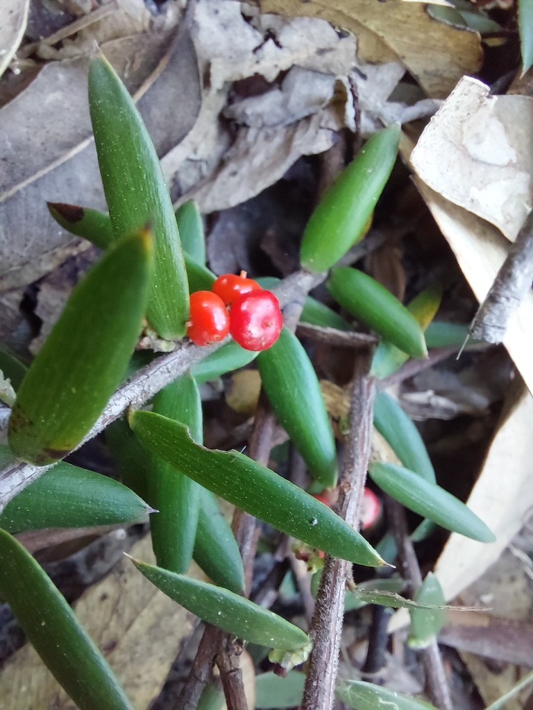 Ground Berry from Daisy Hill QLD 4127, Australia on September 7, 2024 ...
