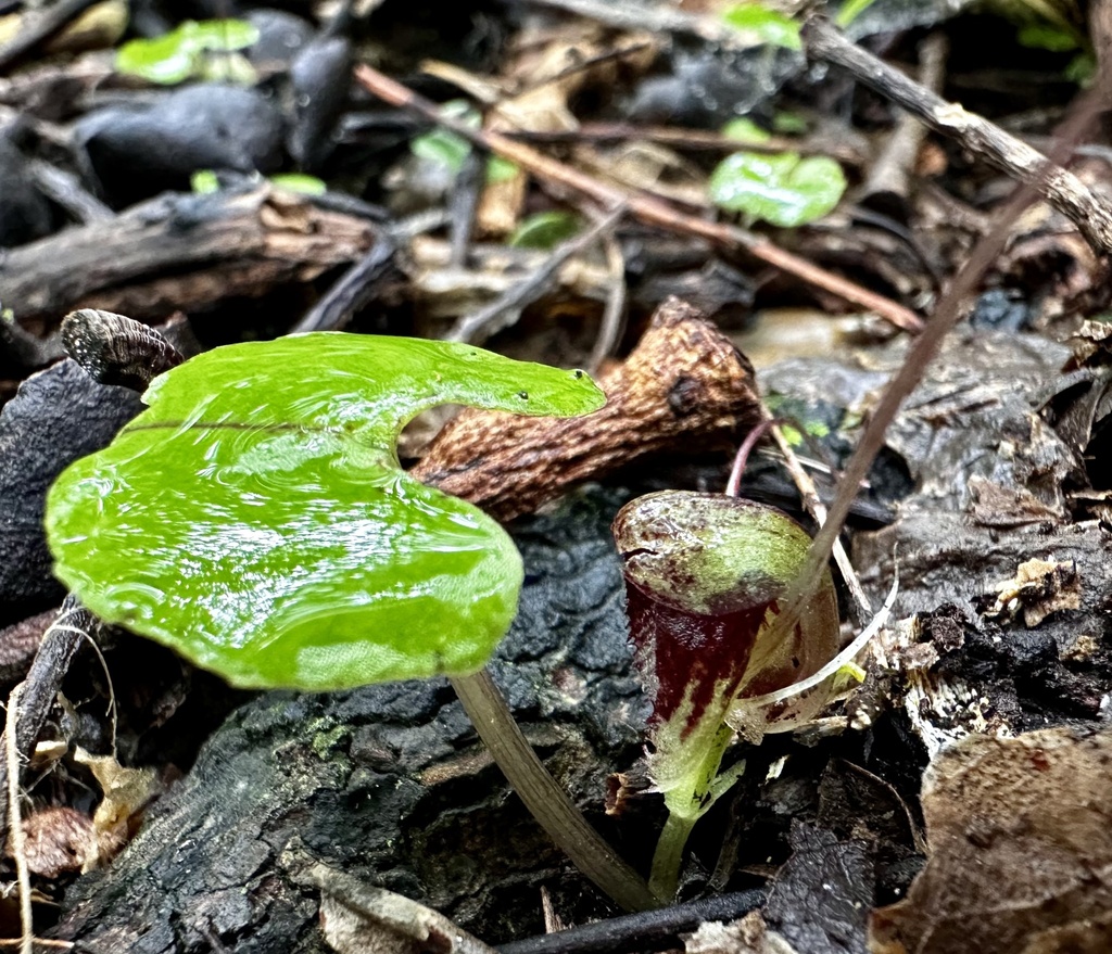 Corybas trilobus aggregate from Wi Parata Reserve, Waikanae, Wellington ...