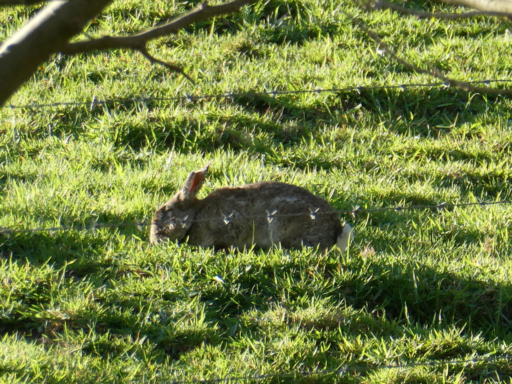 European Rabbit from S Gippsland Hwy, Toora VIC 3962, Australia on ...