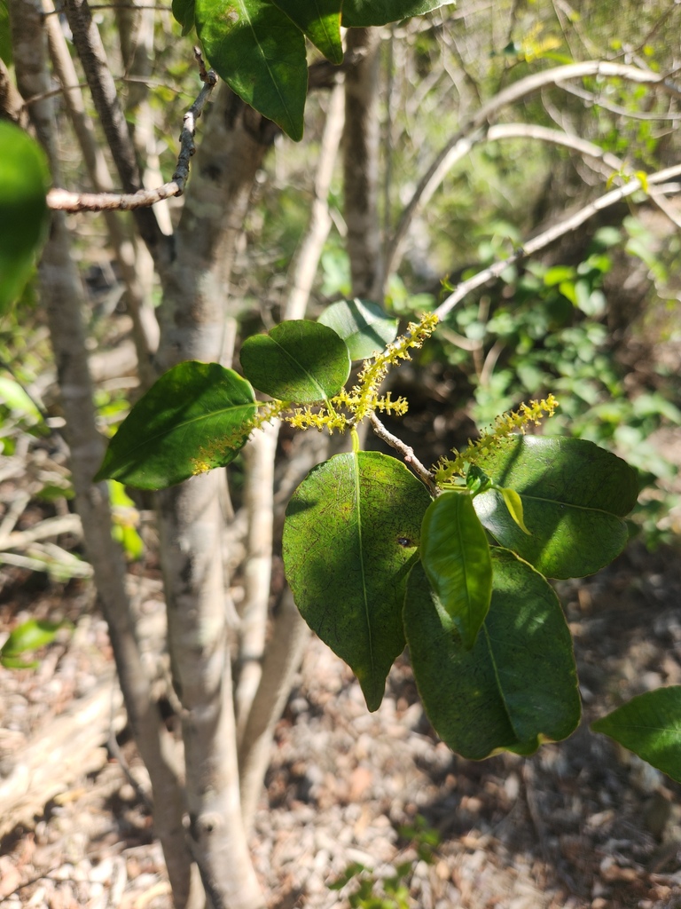 Scrub poison tree from Goodedulla, Fitzroy - Pt B, Queensland ...