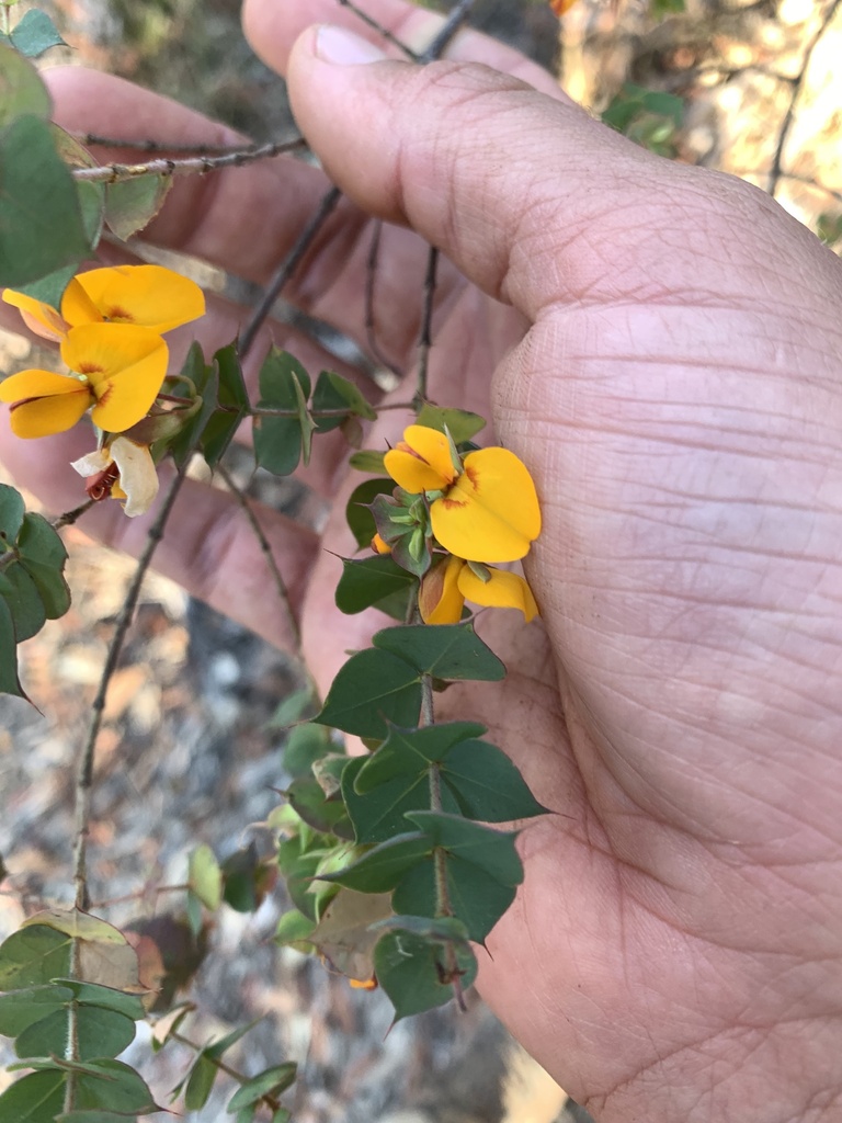 spiny bush-pea from Southeast Outer Brisbane, Belmont, QLD, AU on ...