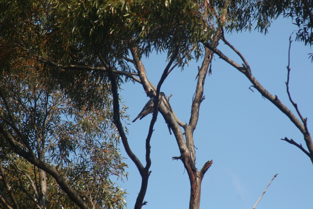 Collared Sparrowhawk from Kalgoorlie - Boulder WA, Australia on ...