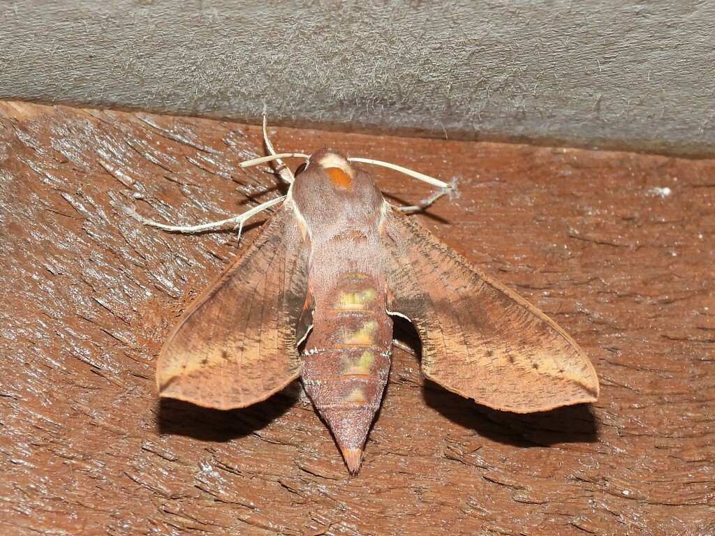 Coprosma Hawk Moth from Coomba Park NSW 2428, Australia on September 7 ...