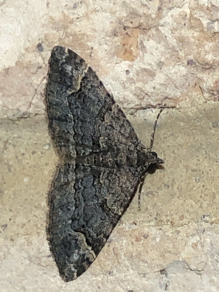 Clover Moth from Melbourne St, Sturt, SA, AU on September 7, 2024 at 07 ...
