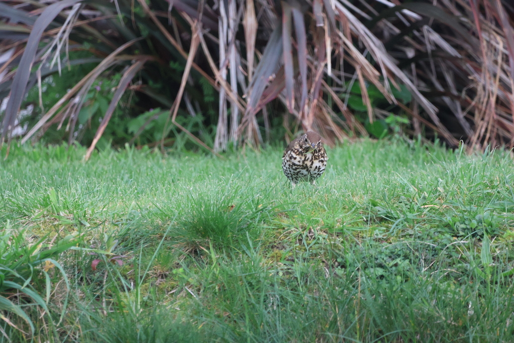 Song Thrush from Wellington, New Zealand on September 7, 2024 at 06:59 ...